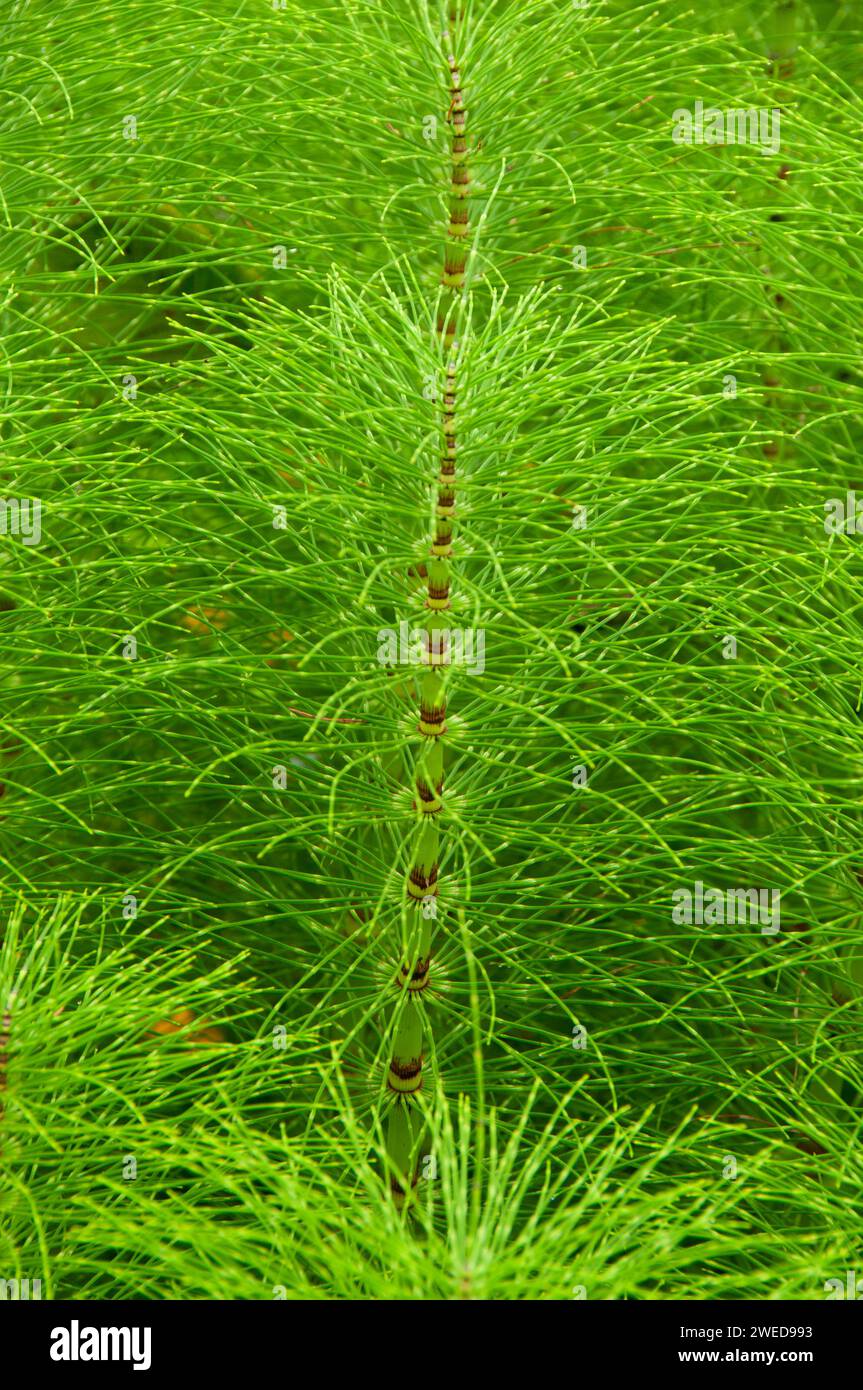 Horsetail reeds along Discovery Trail, Cape Disappointment State Park ...