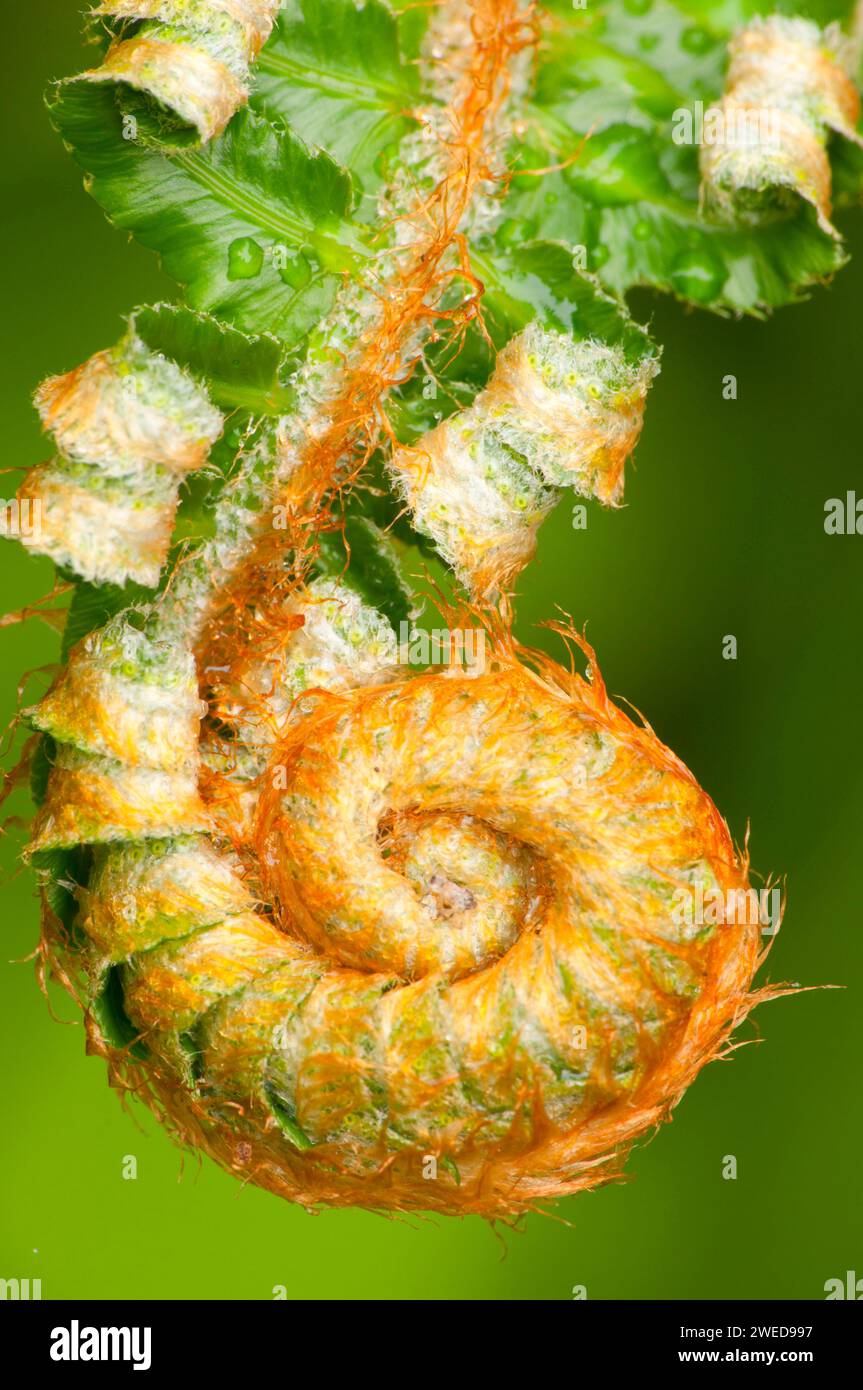 Sword fern fiddleneck, Cape Disappointment State Park, Lewis and Clark ...