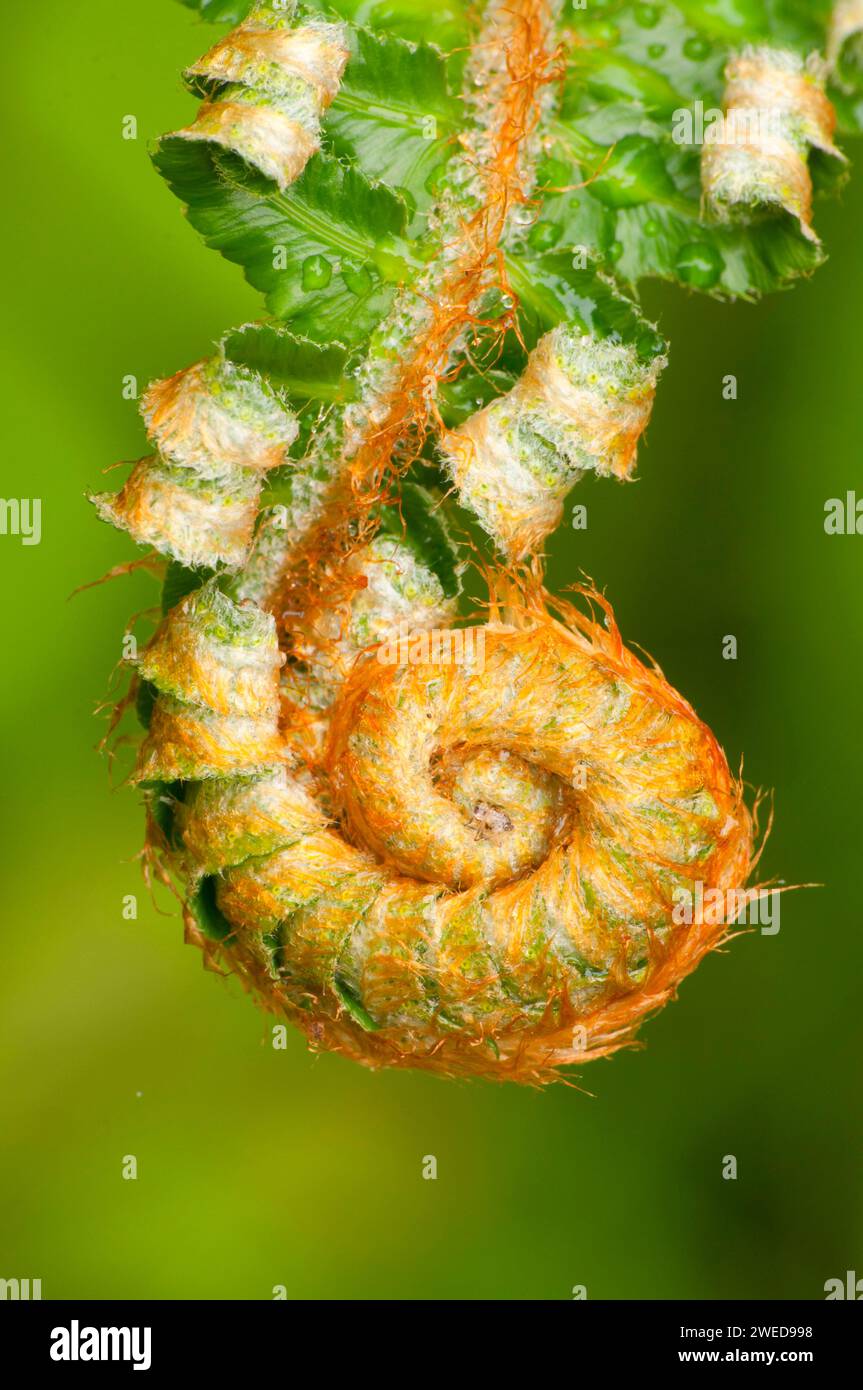 Sword fern fiddleneck, Cape Disappointment State Park, Lewis and Clark ...