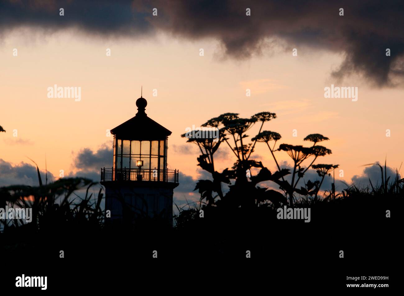 North Head Lighthouse twilight with cow parsnip, Cape Disappointment ...