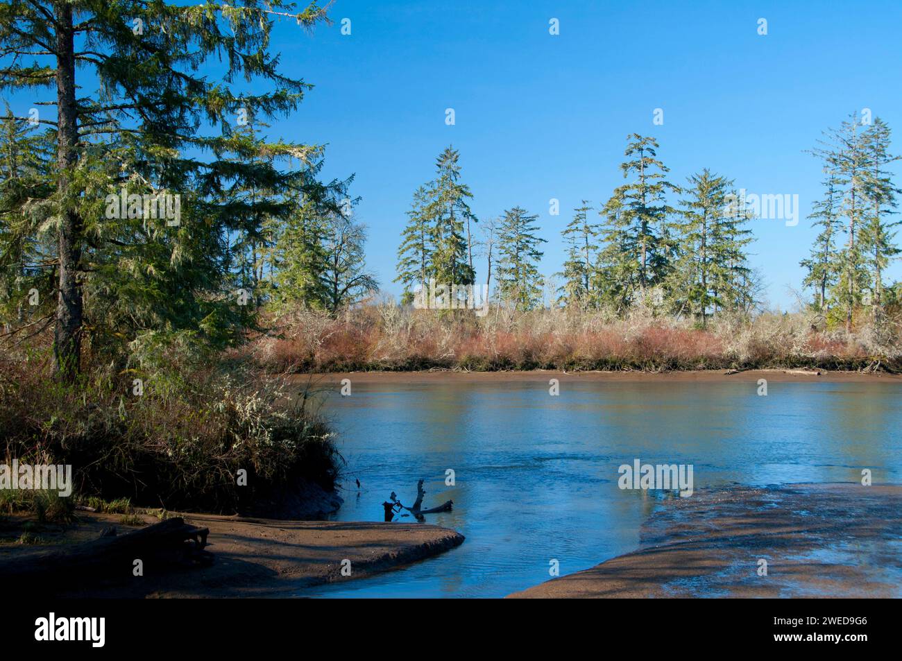 Steamboat Slough, Julia Butler Hansen Refuge for the Columbian White ...