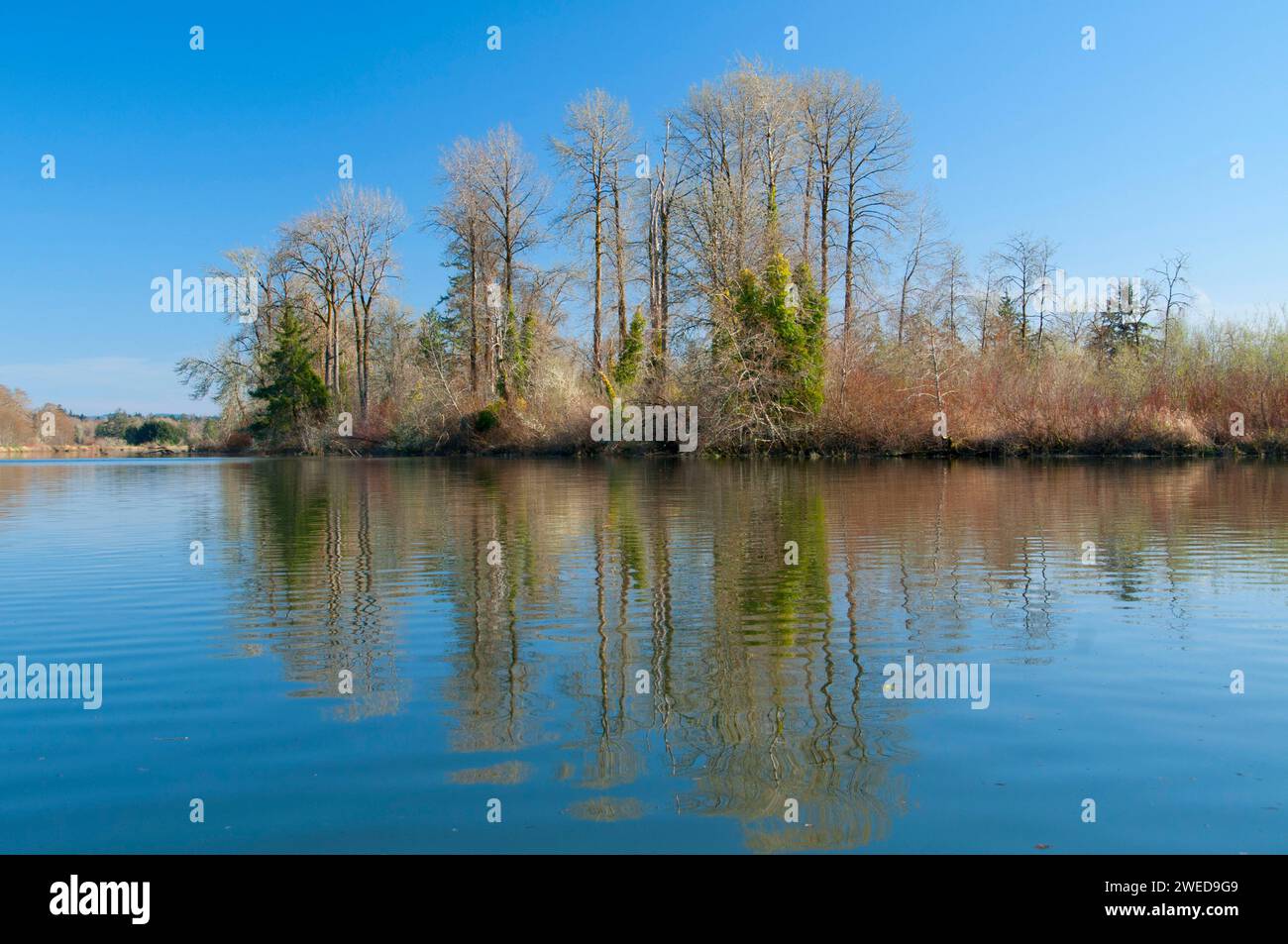 Steamboat Slough, Julia Butler Hansen Refuge for the Columbian White ...