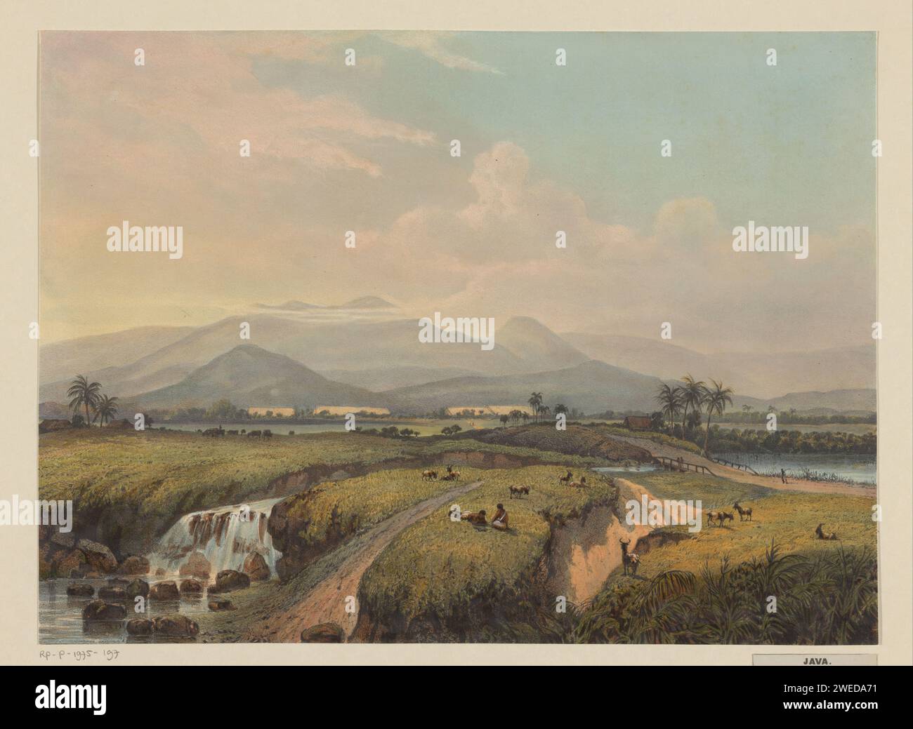 Tobacco field engraving hi-res stock photography and images - Alamy