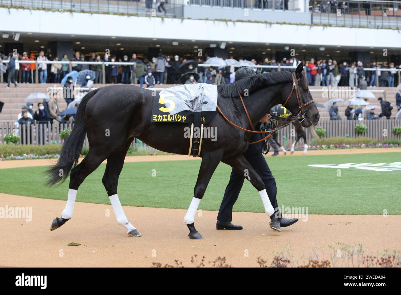 Kyoto, Japan. 20th Jan, 2024. Kyoto Racecourse in Kyoto, Japan, January ...