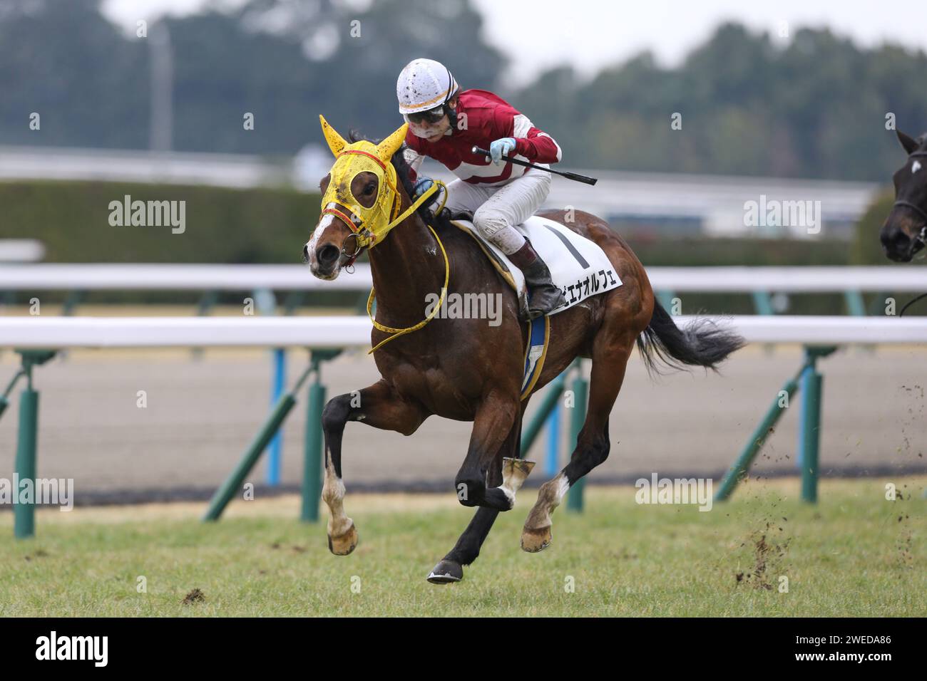 Kyoto, Japan. 20th Jan, 2024. Kyoto Racecourse in Kyoto, Japan, January ...