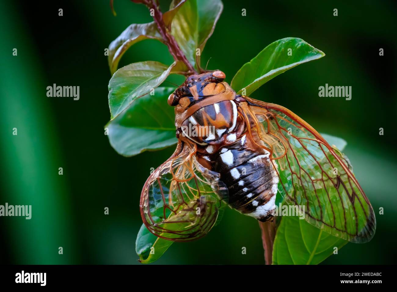 Giant Grassland Cicada (Megatibicen dorsatus) also known as the Bush ...