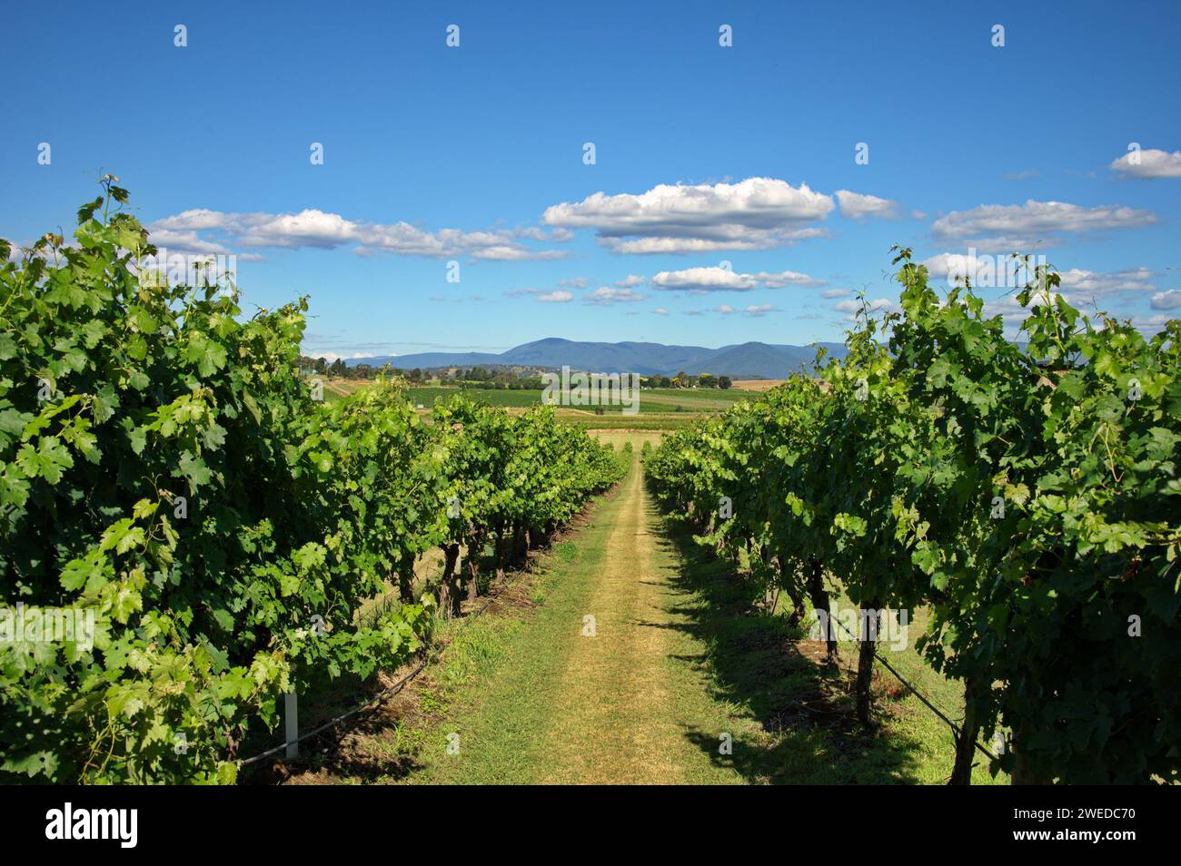 Fruit plantation in the vineyard hi-res stock photography and images ...