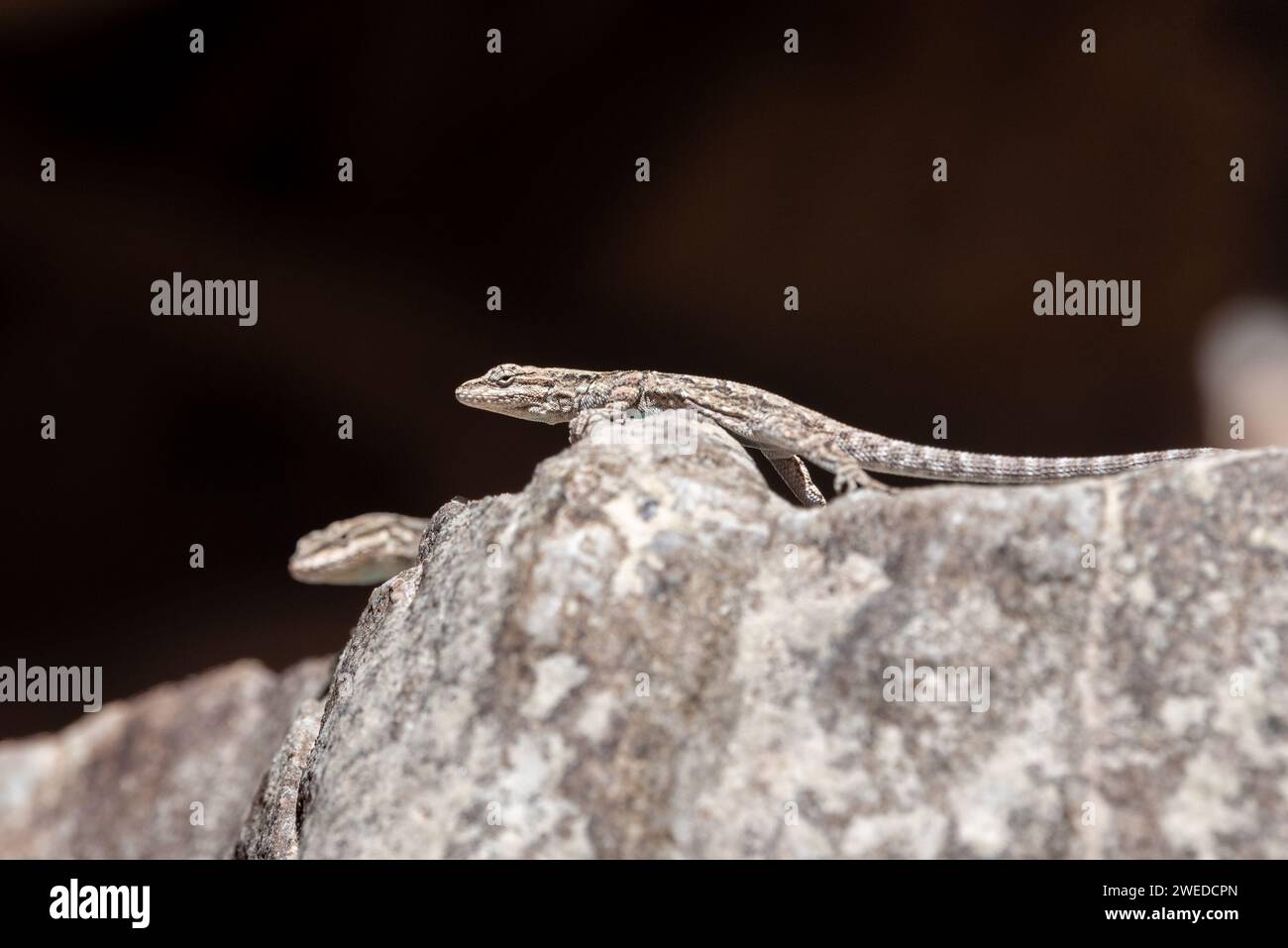 Ornate tree lizards hi-res stock photography and images - Alamy