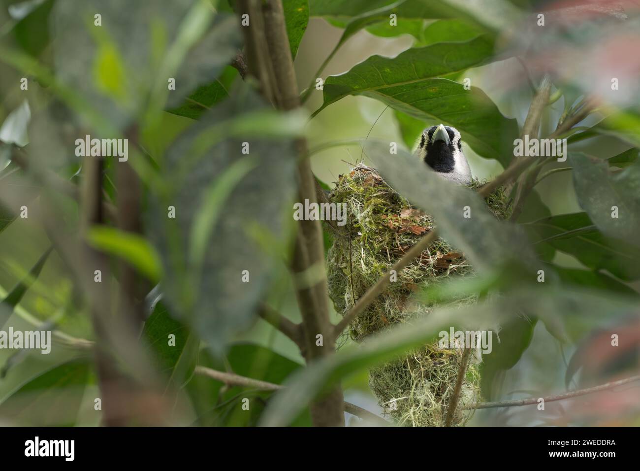 Only the face, feelers & beak of a Black-faced Monarch are visible as ...