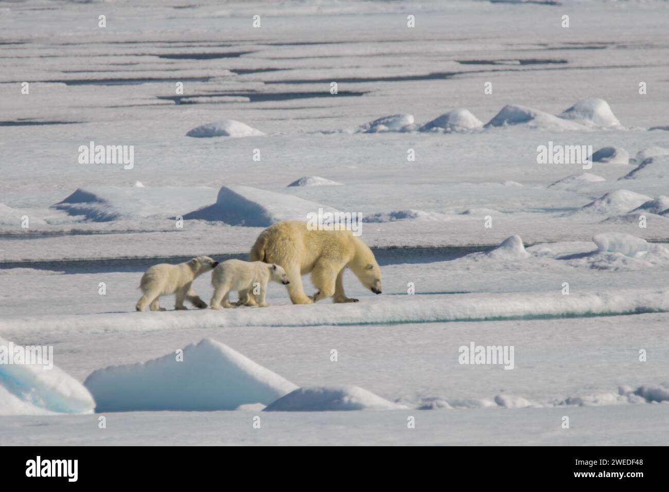 Polar bear mother (Ursus maritimus) and twin cubs on the pack ice ...