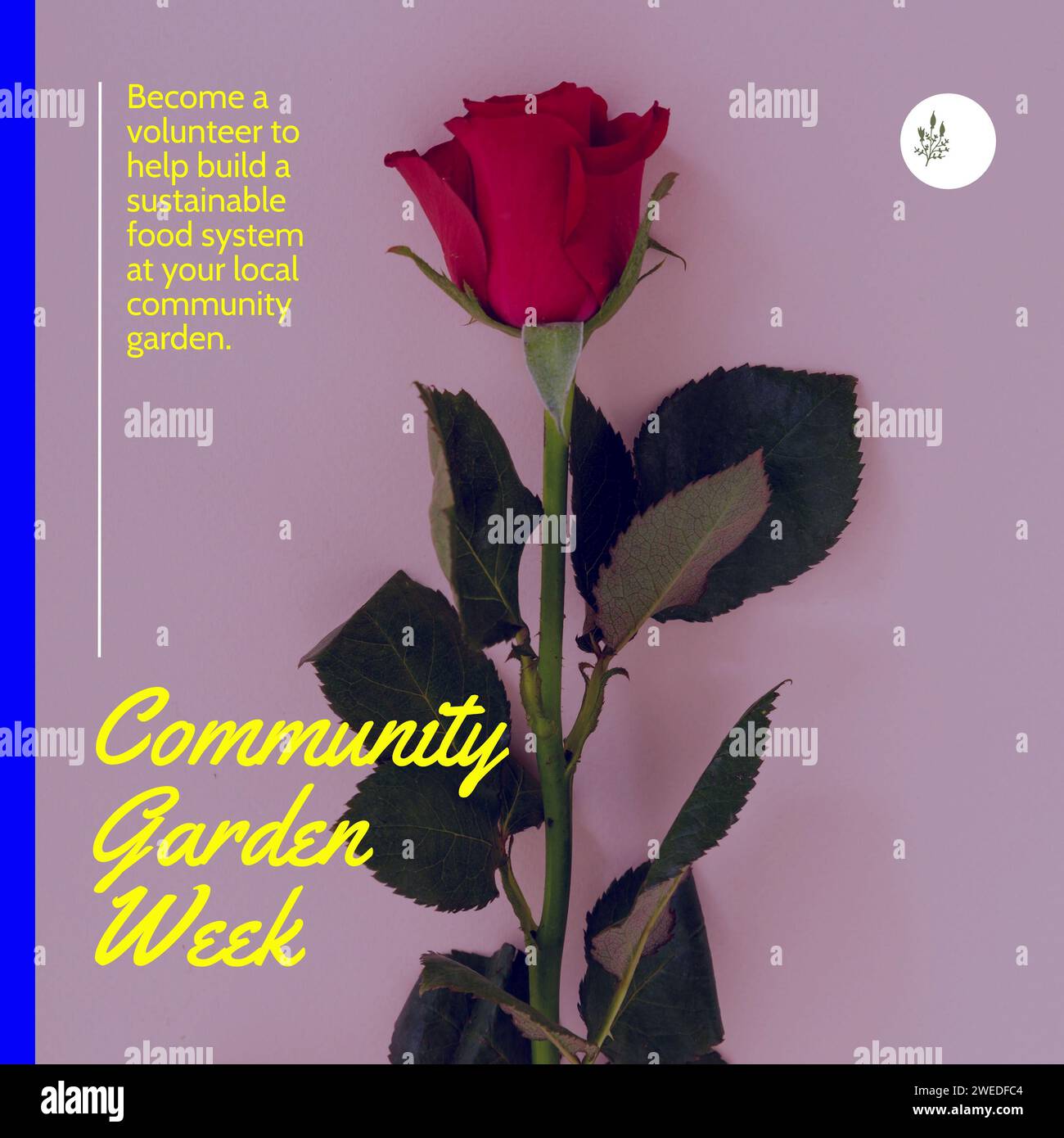 Composition of community garden week text over red rose Stock Photo - Alamy