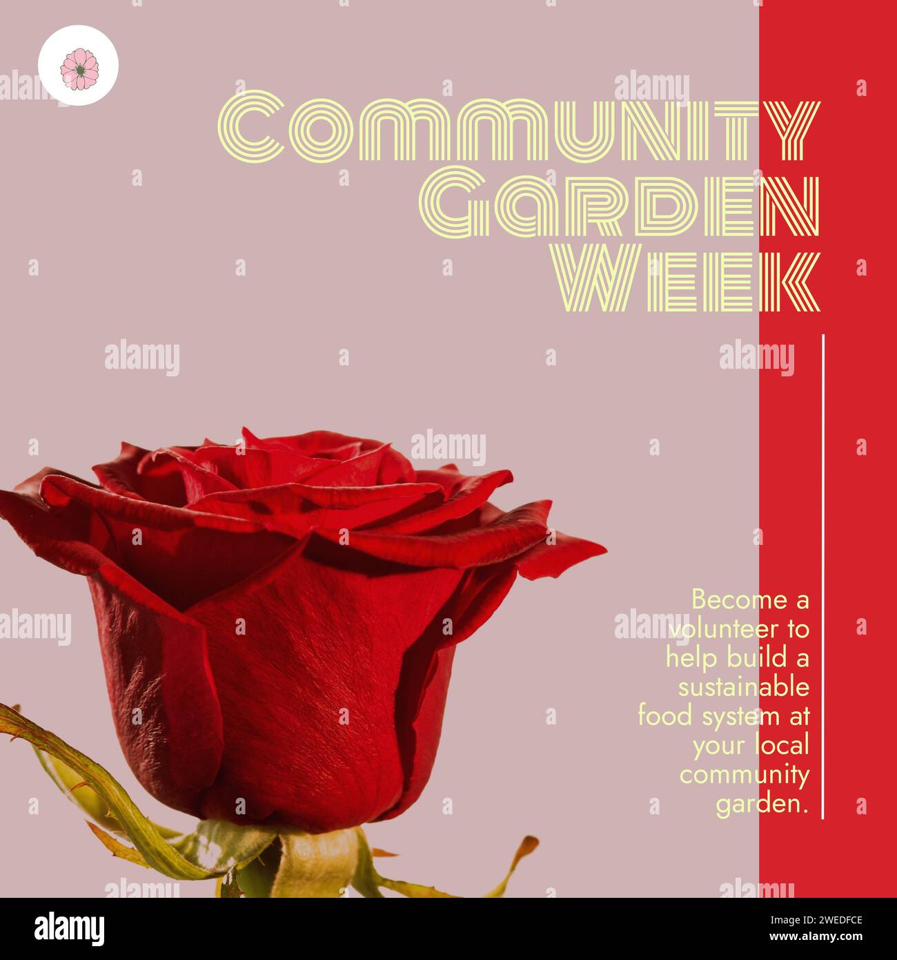 Composition of community garden week text over red rose Stock Photo - Alamy