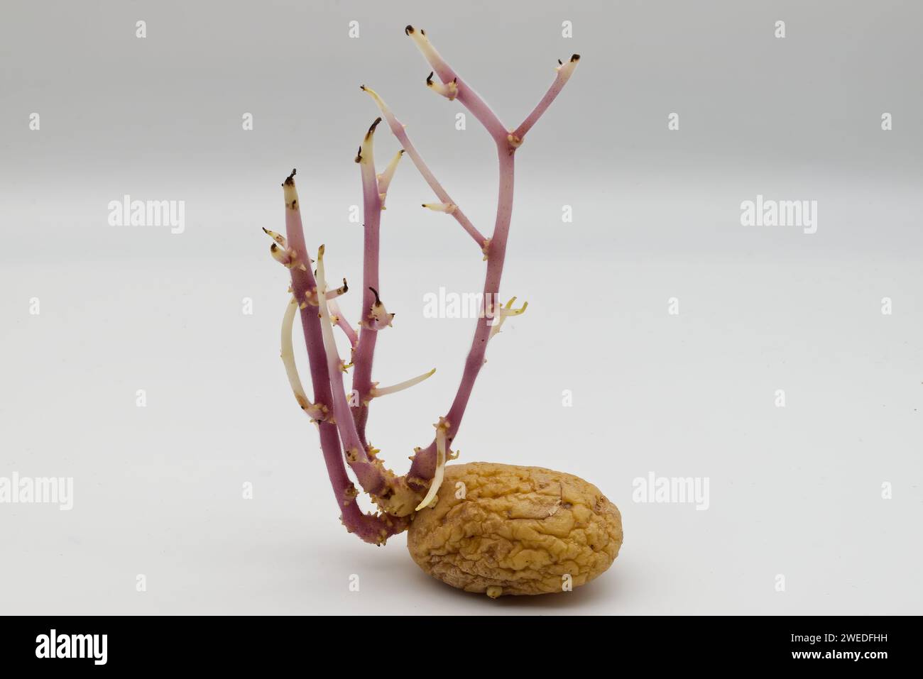 Sprouted potatoes closeup potato hi-res stock photography and images ...