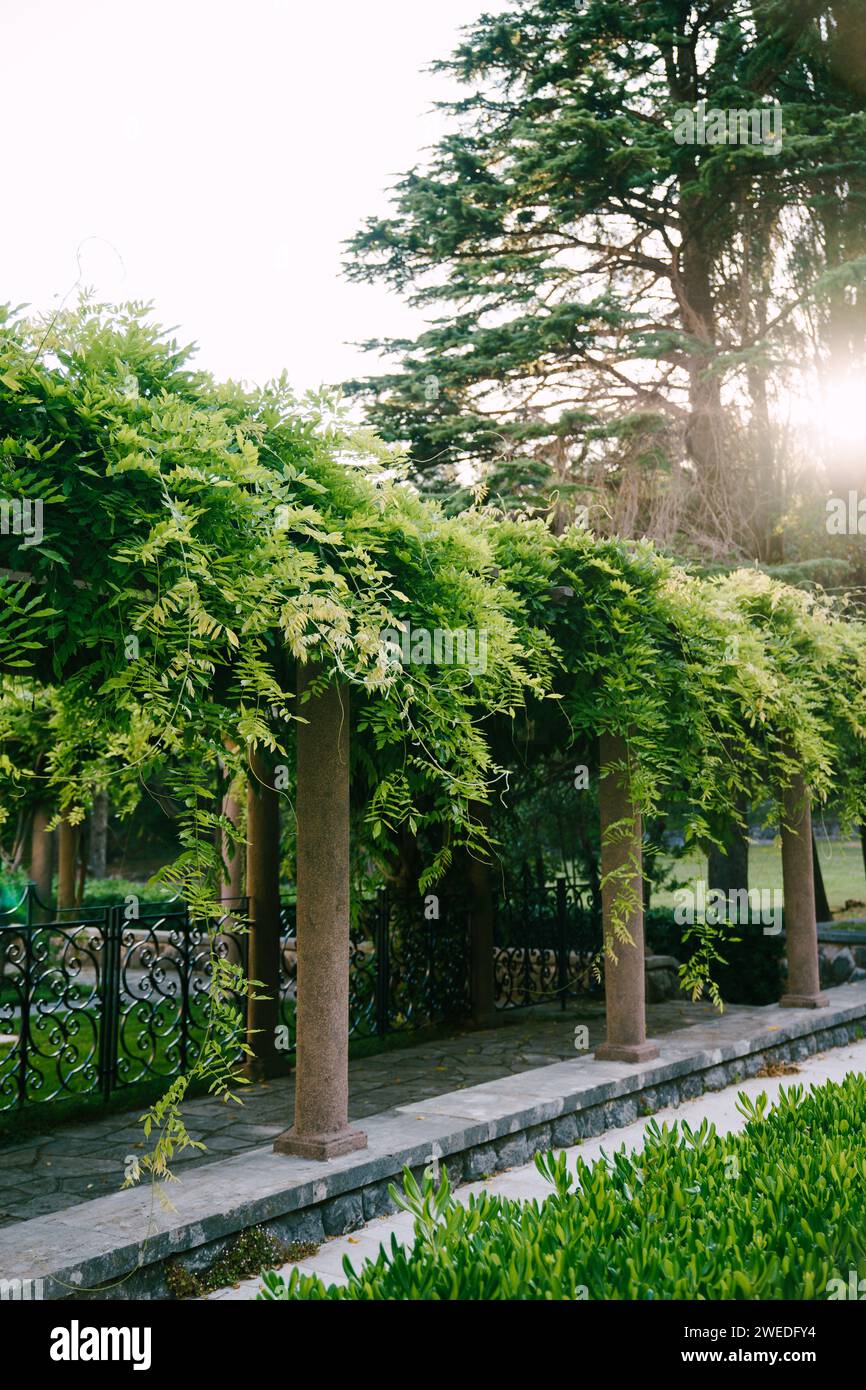 Pergola entwined green branches hi-res stock photography and images - Alamy