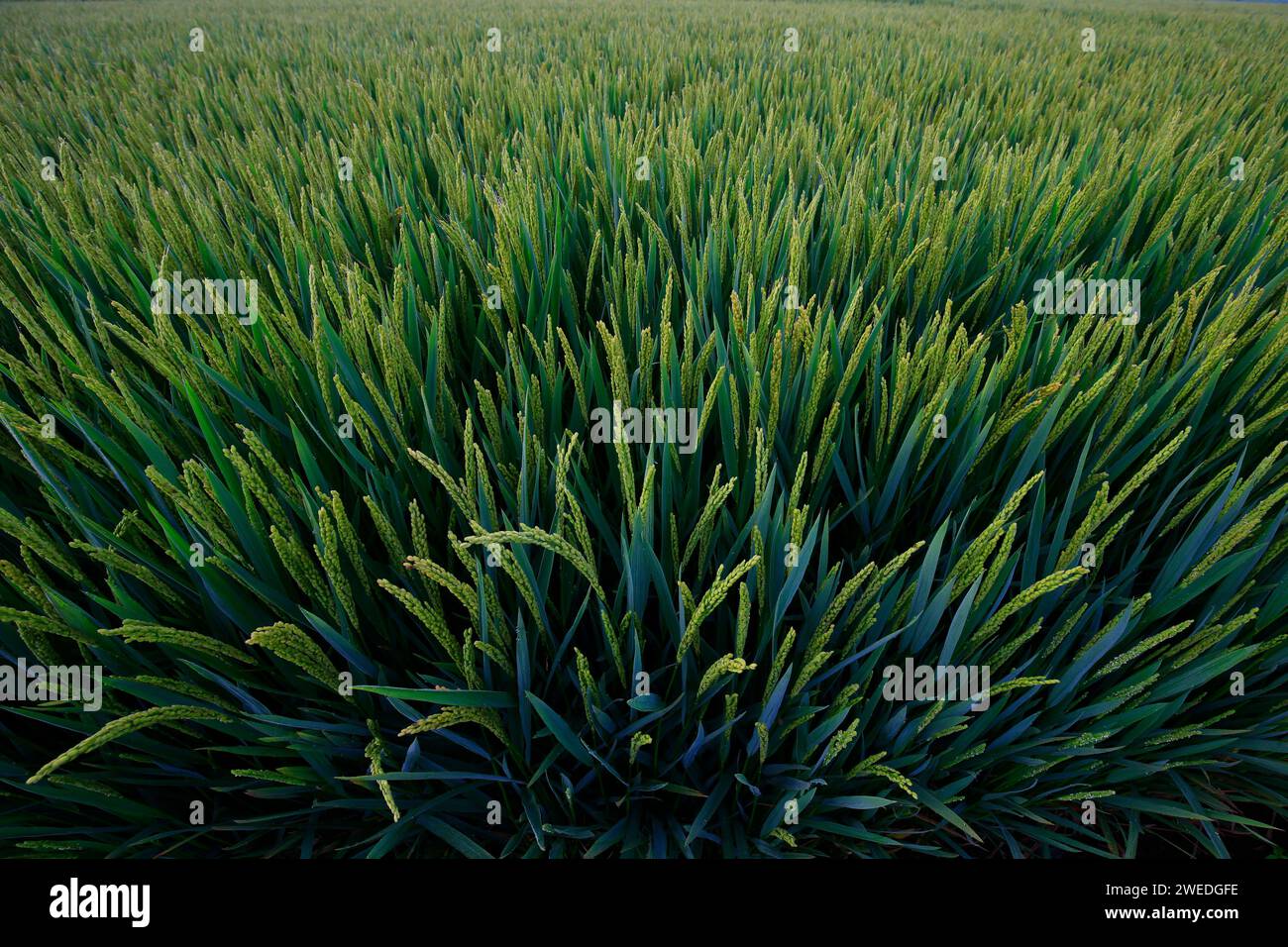 The autumn rice fields Stock Photo - Alamy