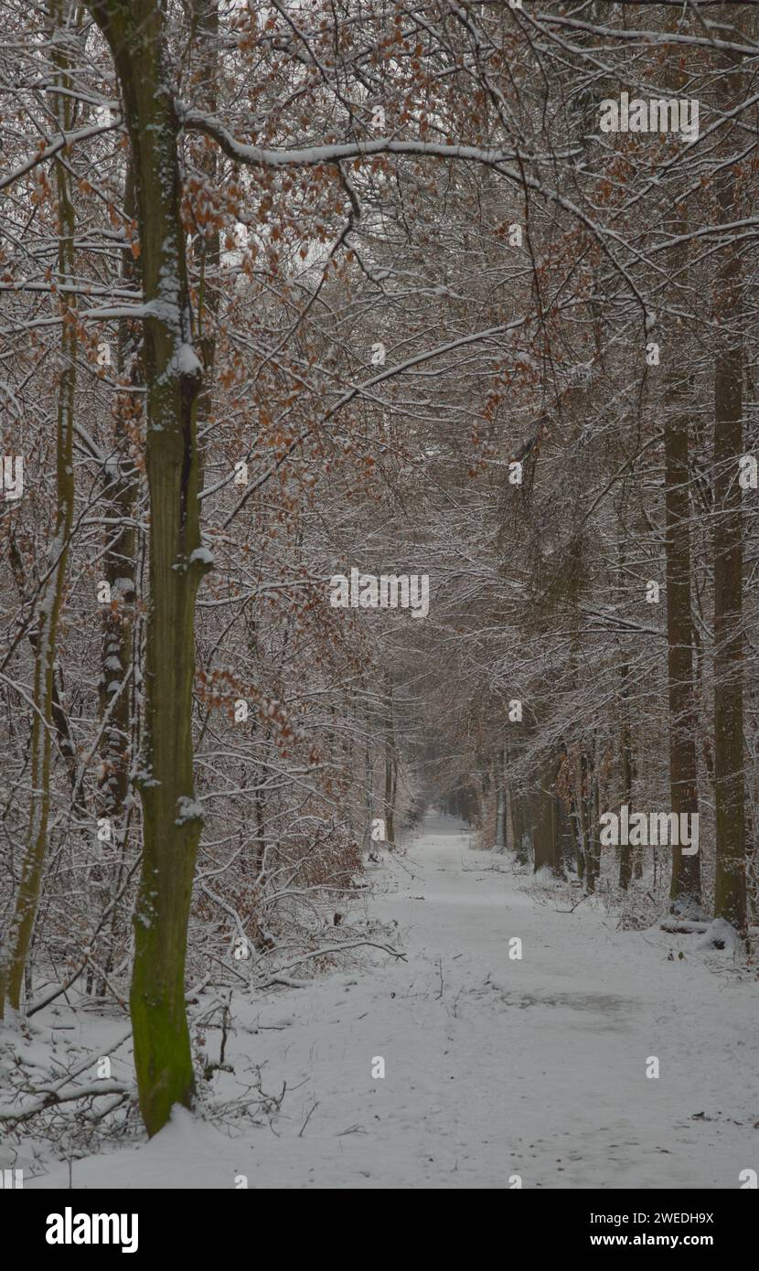 Dreamy and snowy pathway in the winter forest with dead leaves in light ...