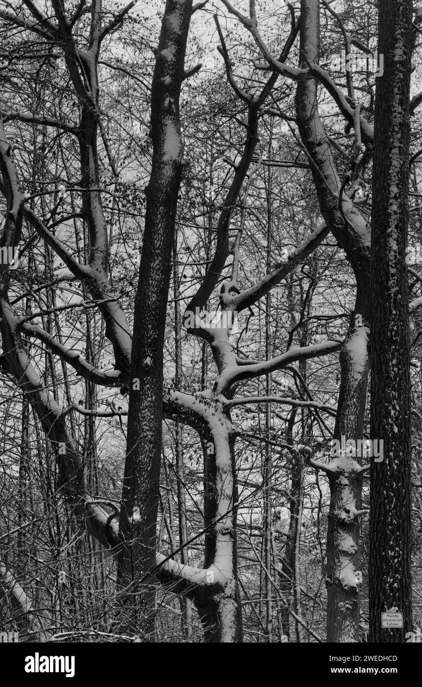 Curved tree hi-res stock photography and images - Alamy