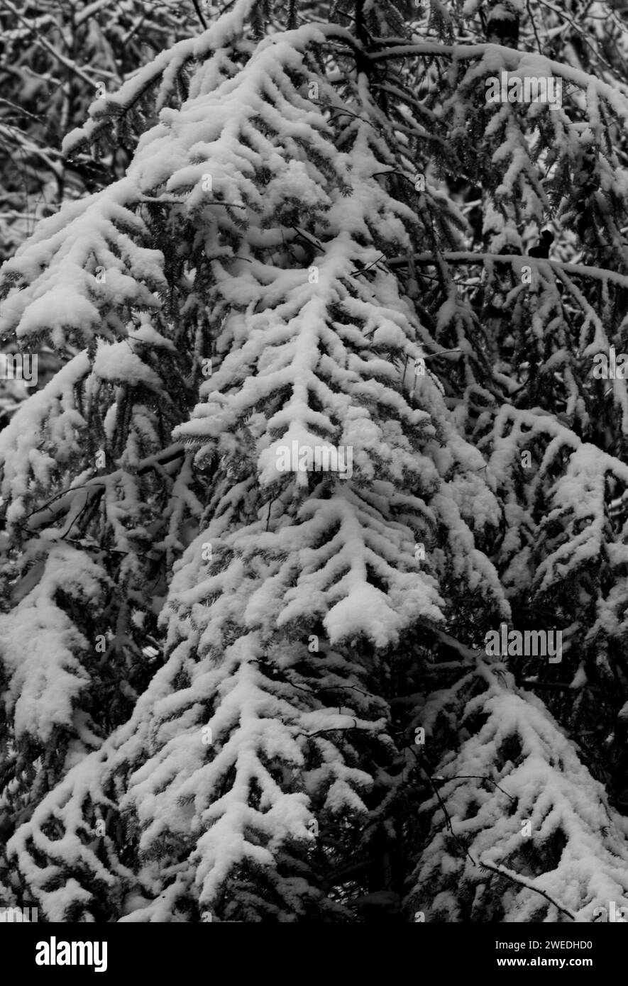 Black fir hi-res stock photography and images - Alamy