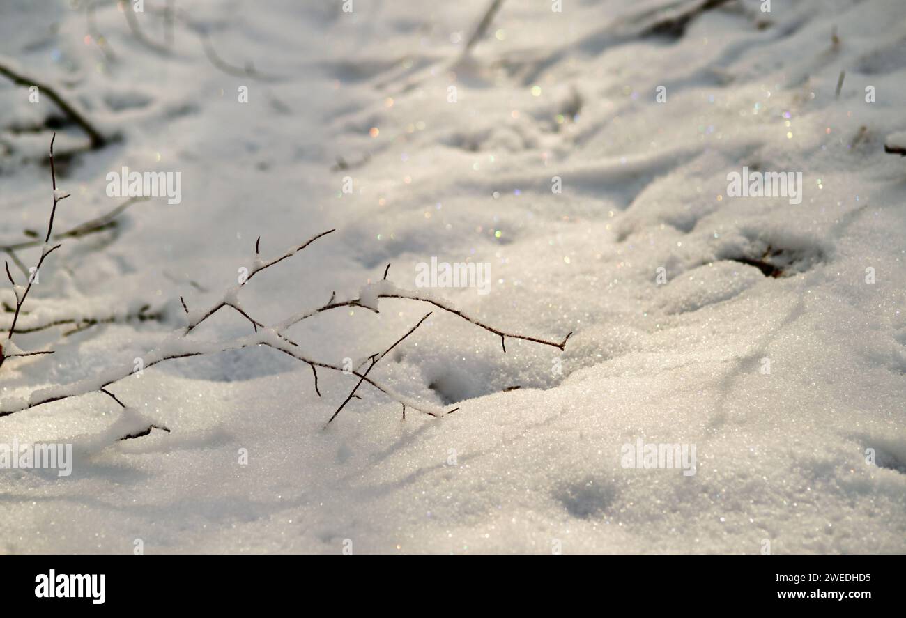 Glittering snow cover and a small twig Stock Photo - Alamy