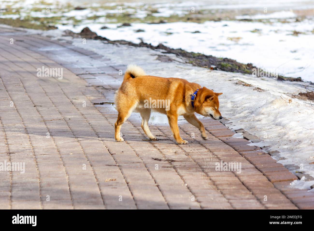 Beautiful red and white Japanese Shiba Inu dog in winter on a city ...
