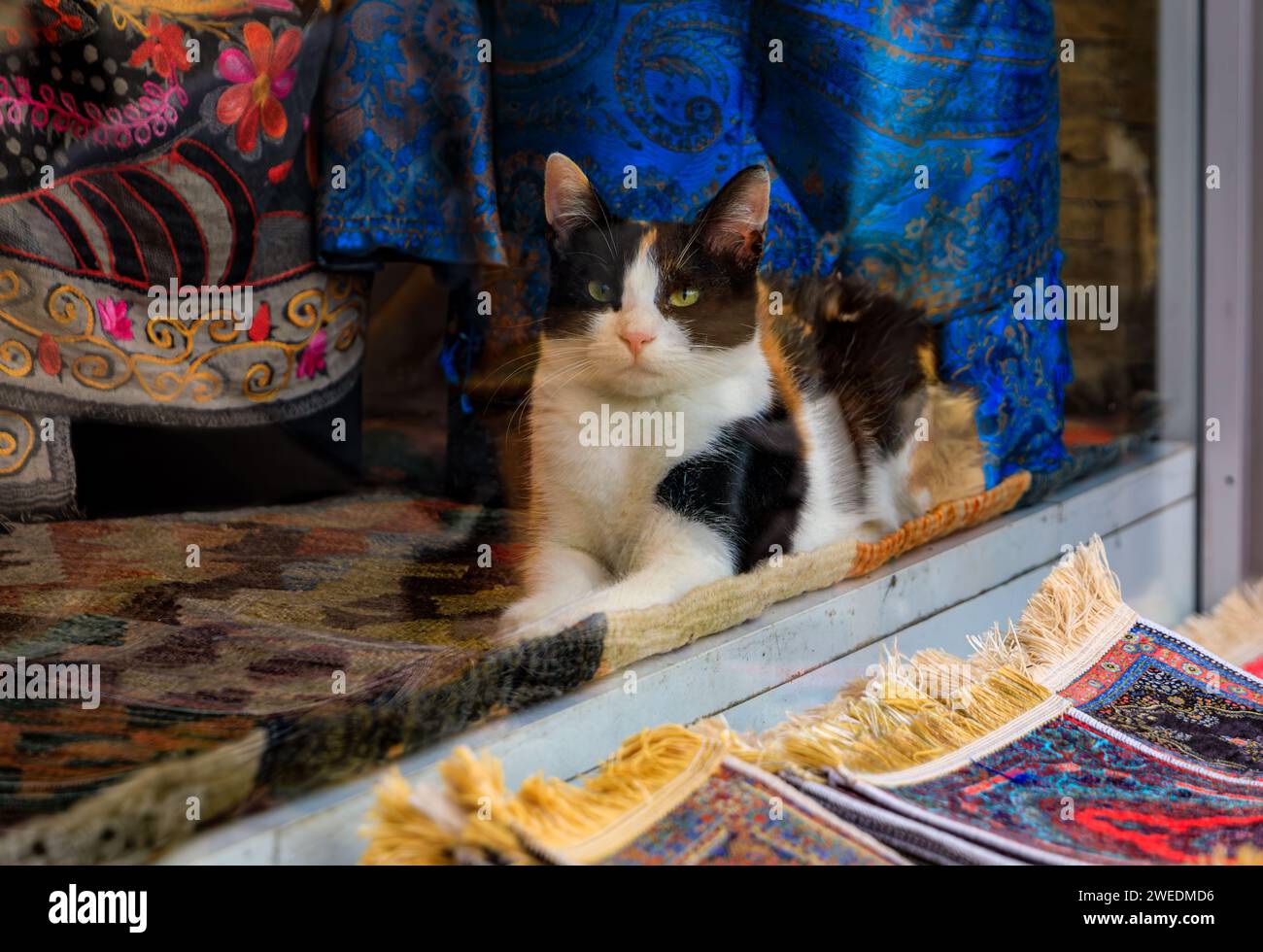Cats of Istanbul, a tabby and white cat lounging in a sunbeam in front ...