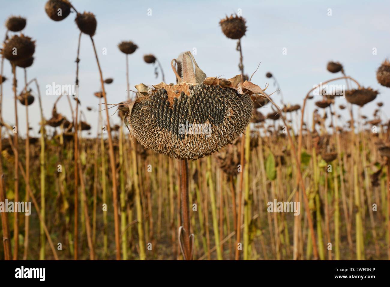 Harvesting sunflowers. A close-up on a large mature and dry sunflower ...