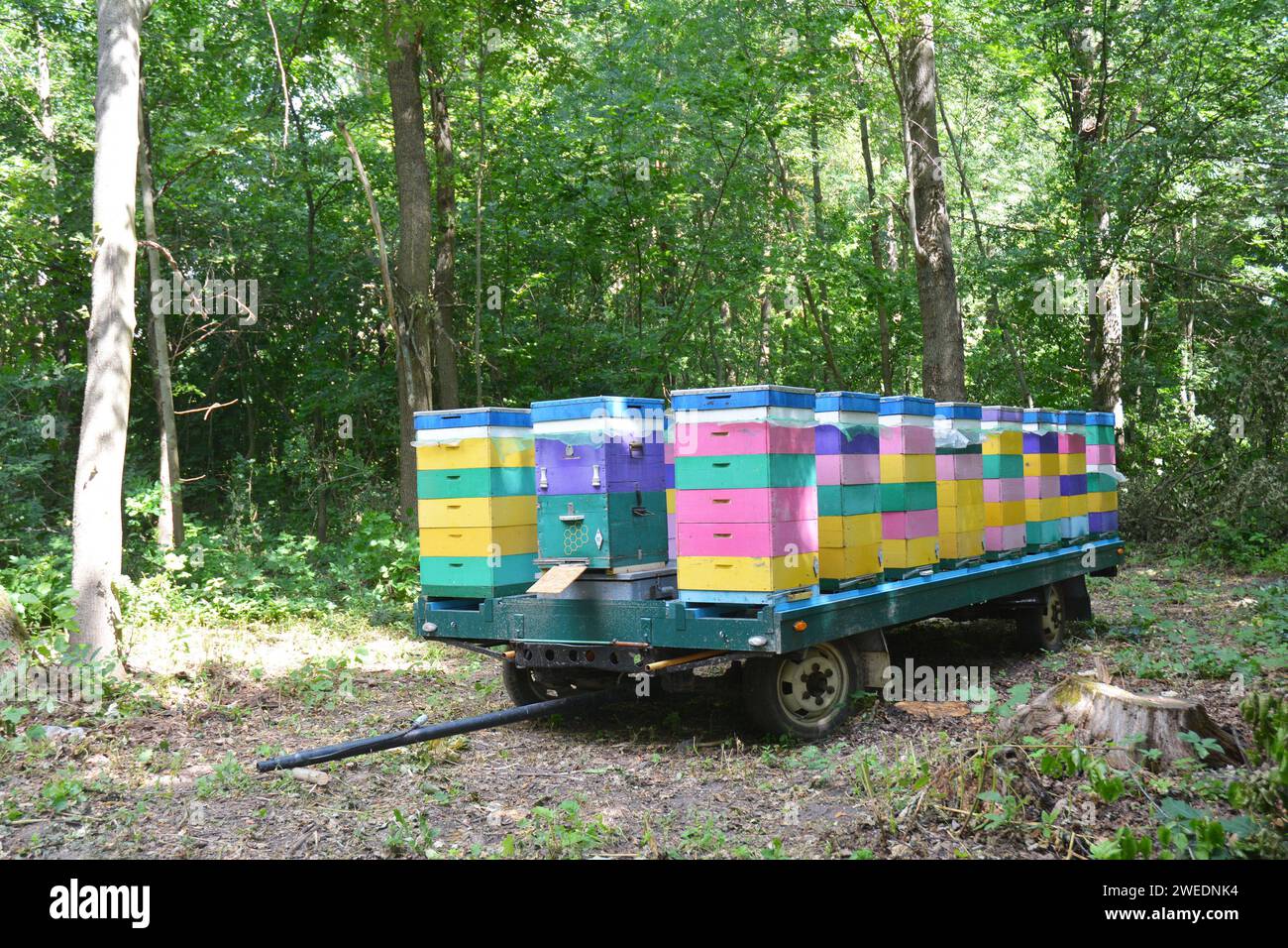 Honey bee apiary relocation. Colorful beehives on the transportation ...