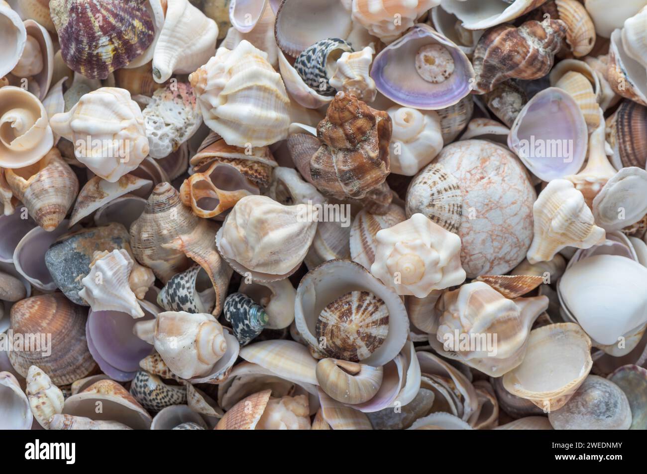 beautiful Mediterranean seashells as background 4 Stock Photo - Alamy
