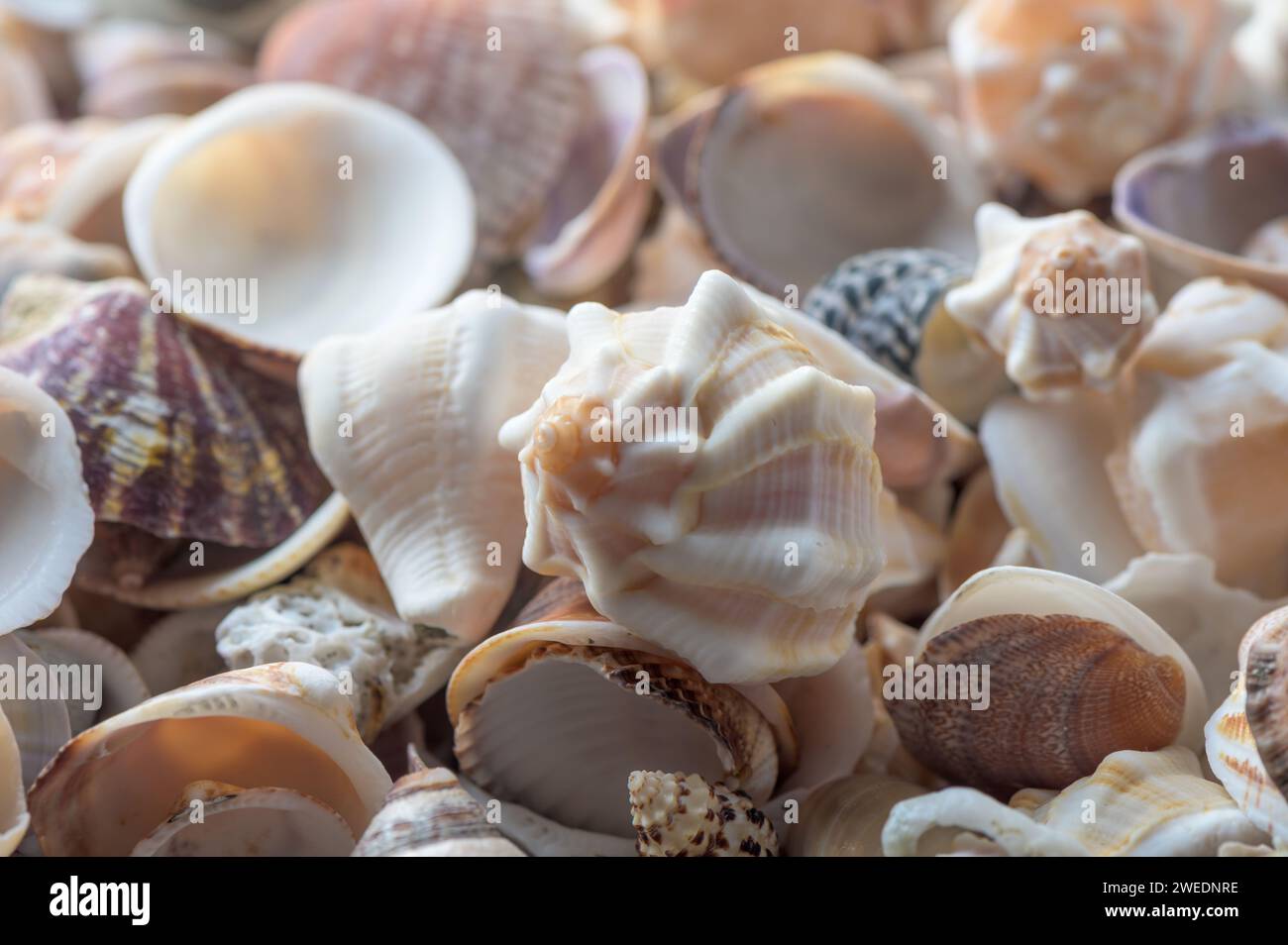 beautiful Mediterranean seashells as background 2 Stock Photo - Alamy