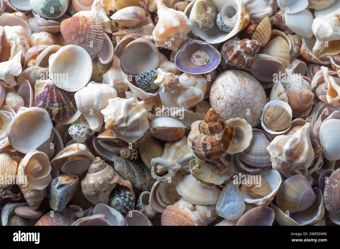 beautiful Mediterranean seashells as background 1 Stock Photo - Alamy