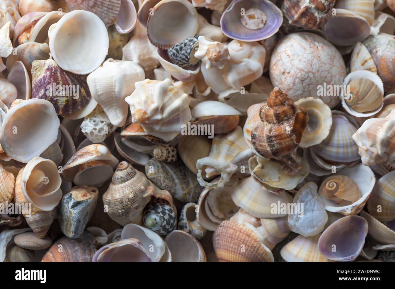 Desert seashells hi-res stock photography and images - Alamy