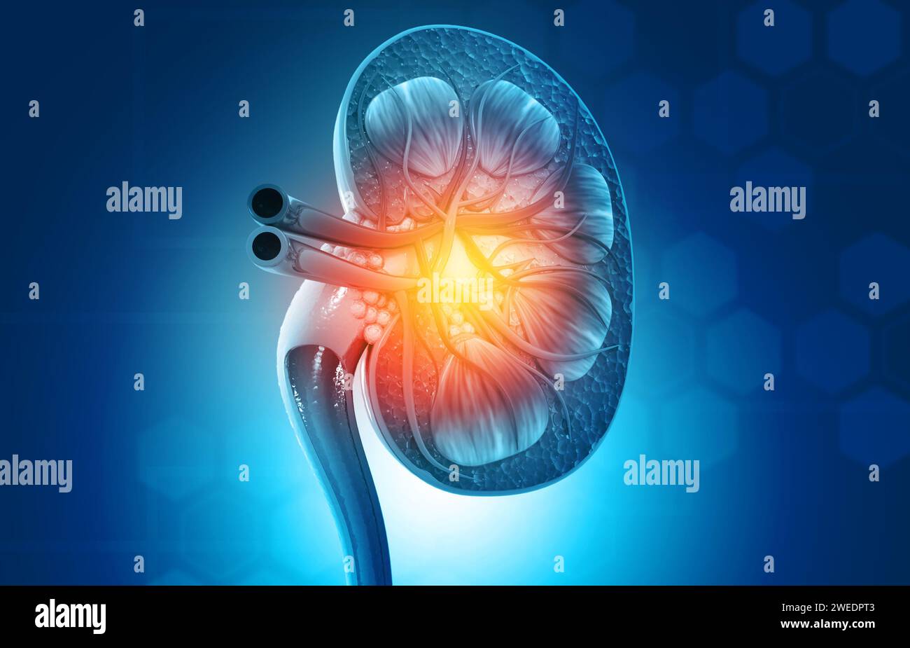 Human kidney cross section on science background. 3d render Stock Photo ...
