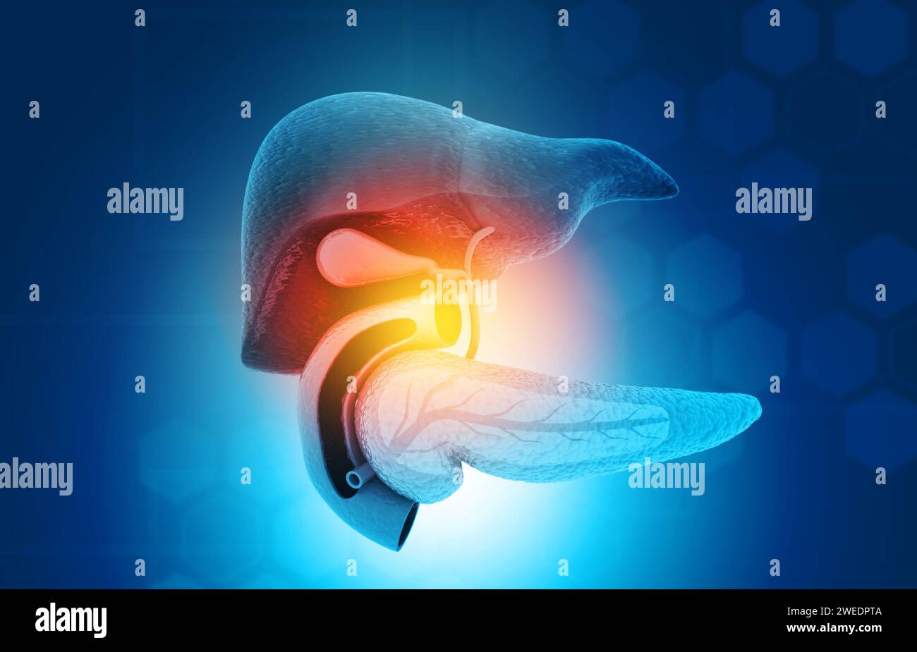 Human Liver Anatomy on medical background. 3d illustration Stock Photo ...