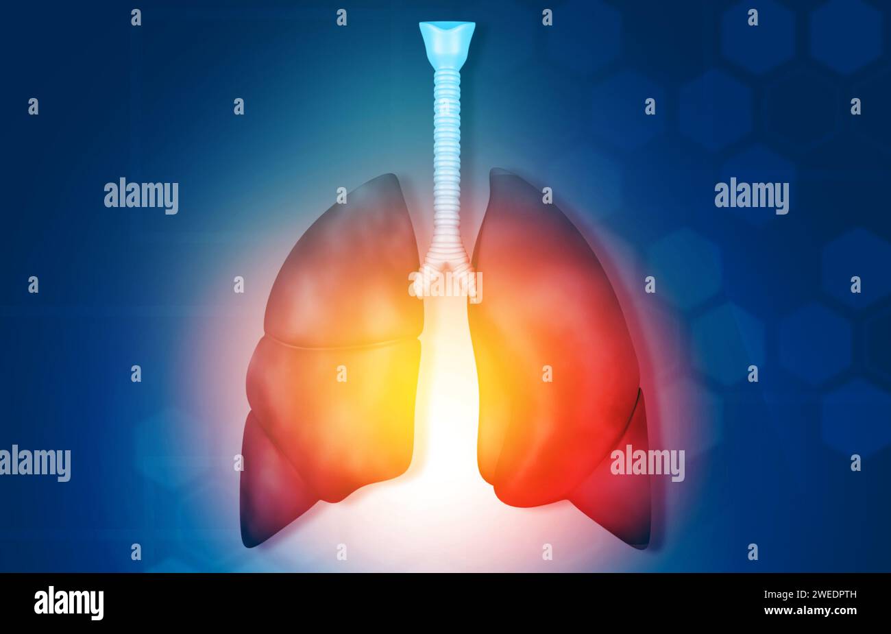 Human lungs section hi-res stock photography and images - Alamy