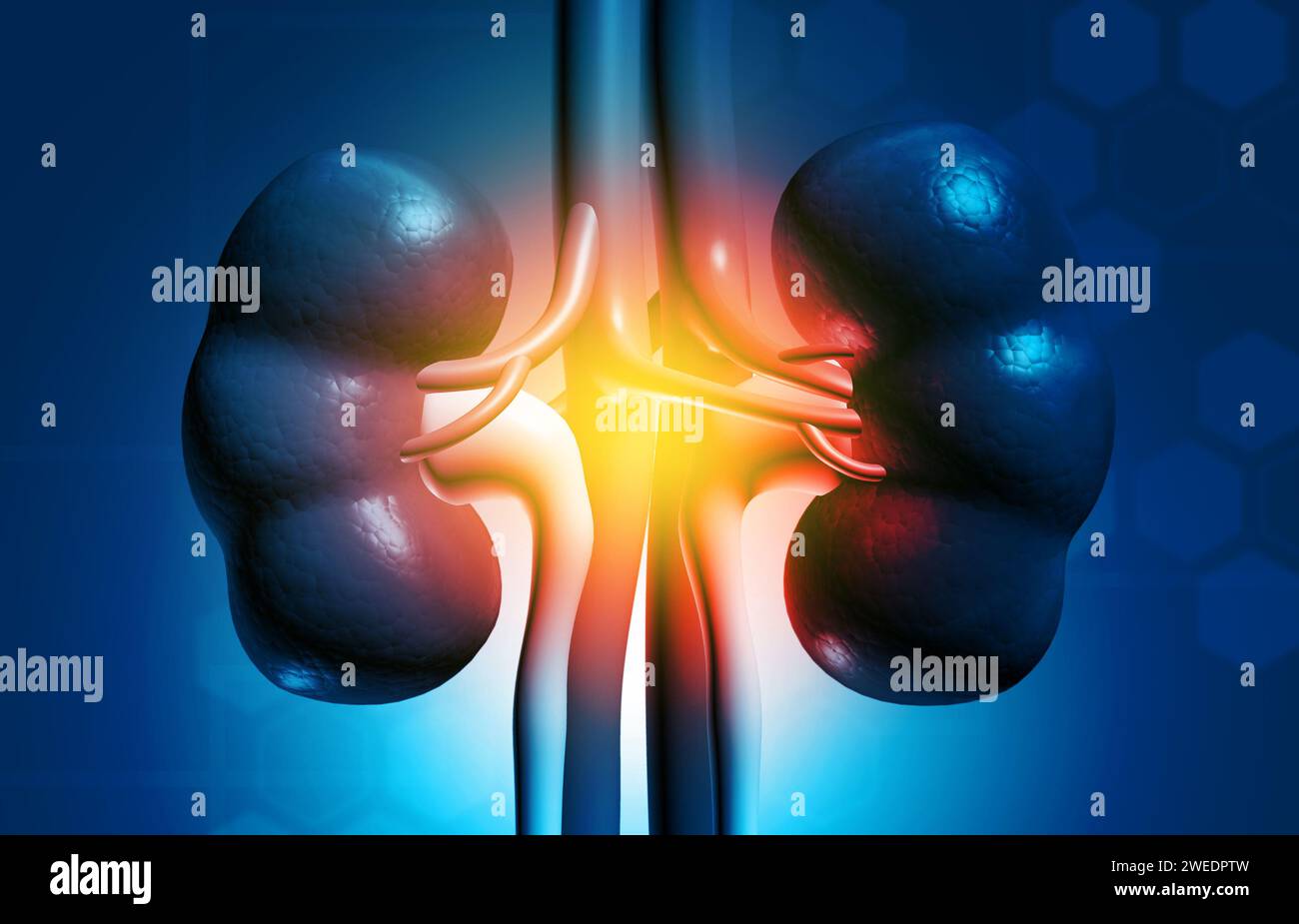 Human kidney on science background. 3d render Stock Photo - Alamy