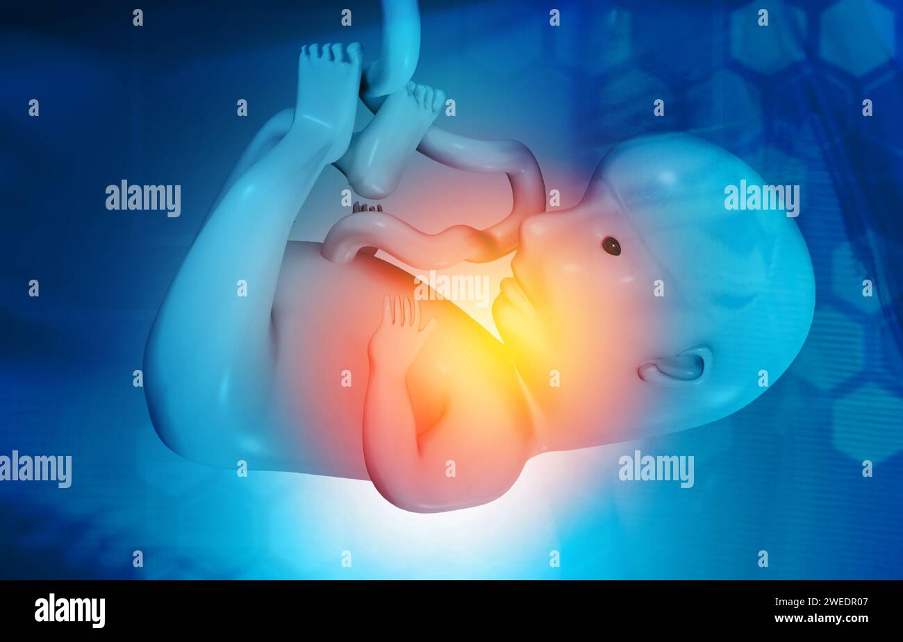 Fetus anatomy on medical background. 3d illustration Stock Photo - Alamy