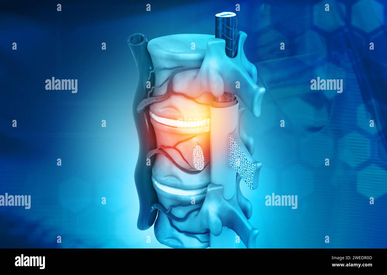 Human spine, vertebrae anatomy science background. 3d illustration ...