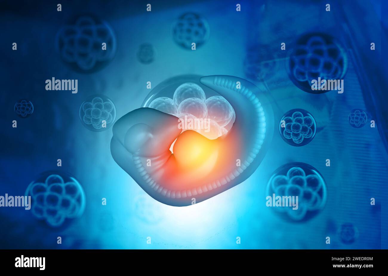 Fetus anatomy on medical background. 3d illustration Stock Photo - Alamy