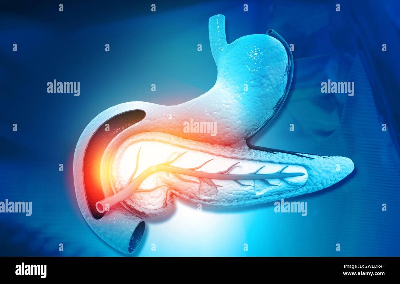 Anatomy of pancreas. 3d illustration Stock Photo - Alamy