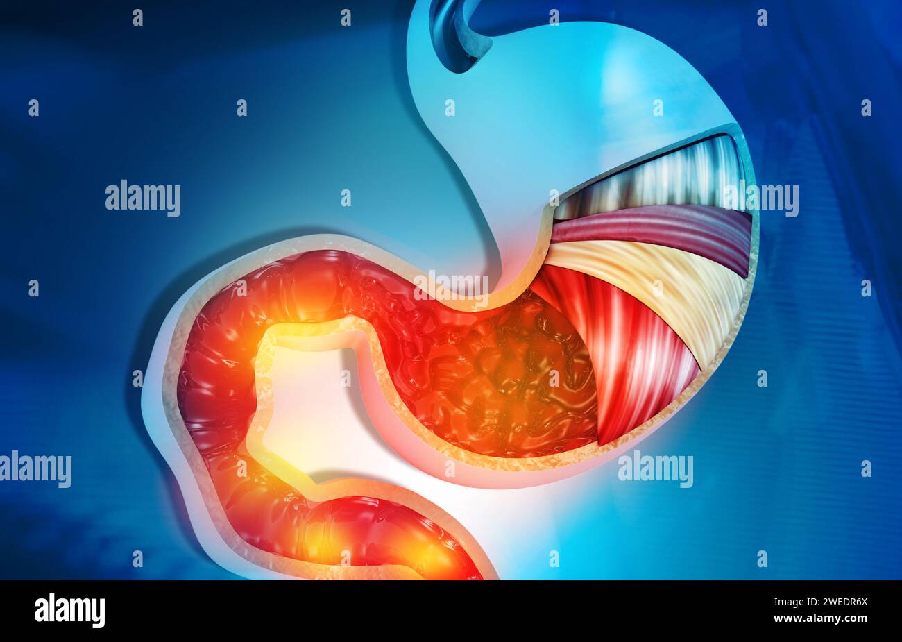Cross section of human stomach diagram. 3d illustration Stock Photo - Alamy