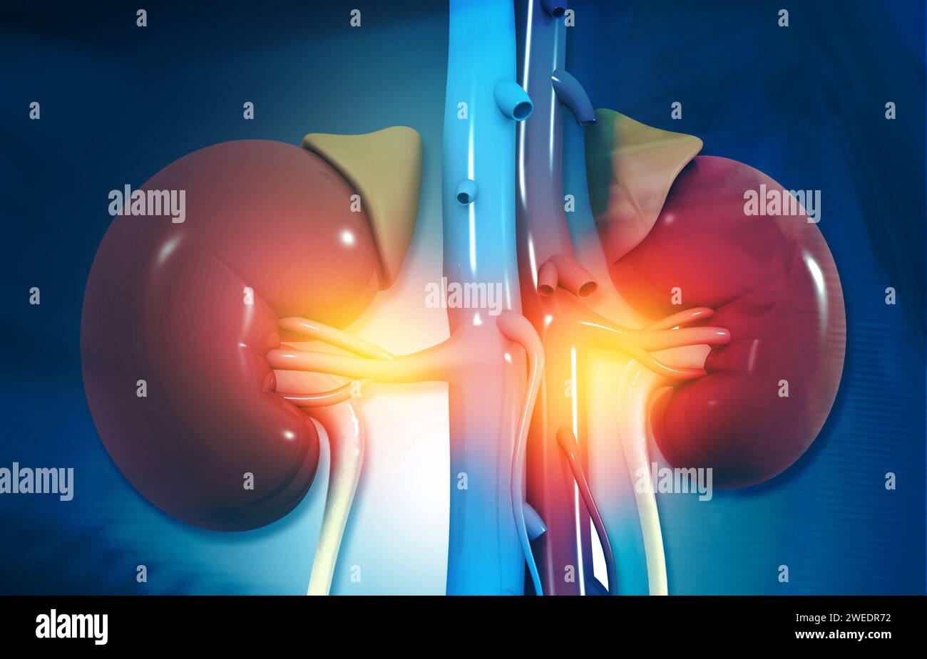 Human kidney on science background. 3d render Stock Photo - Alamy