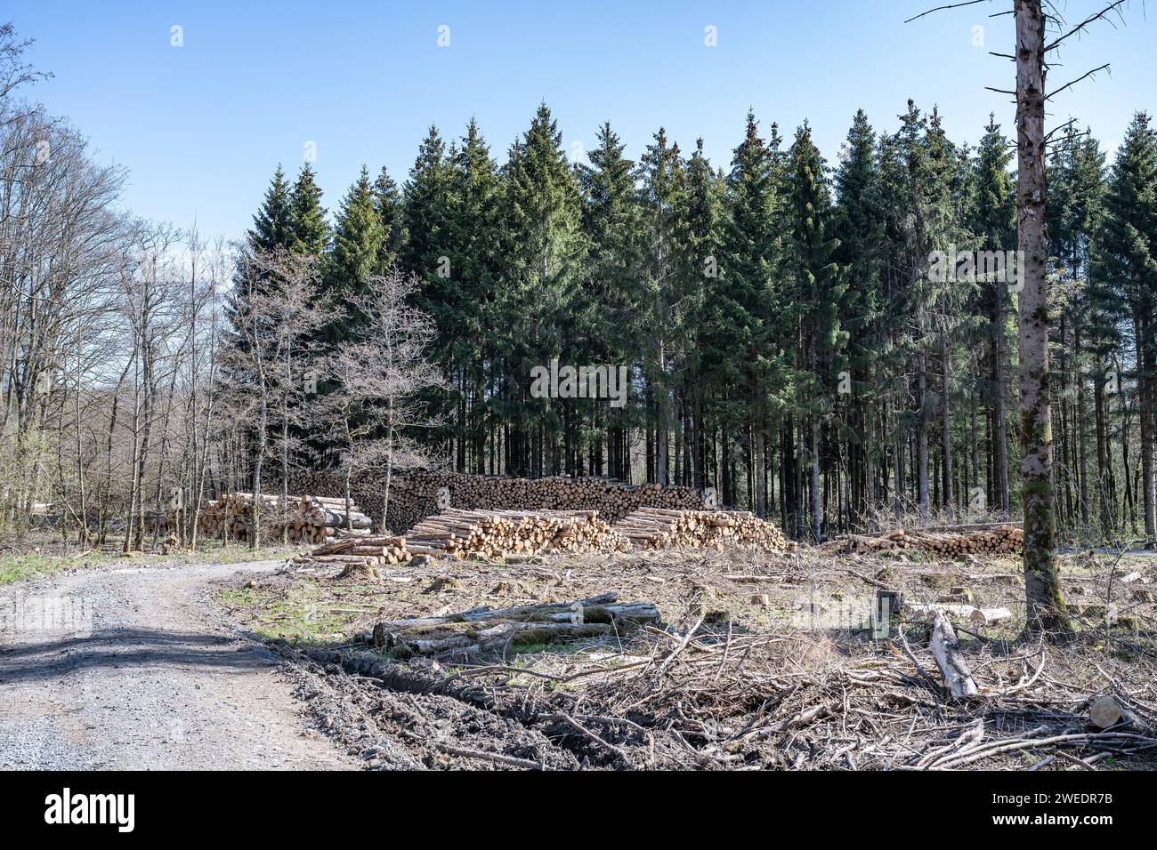 chopped Woodland dead forest pinetree plantation Germany replanted ...