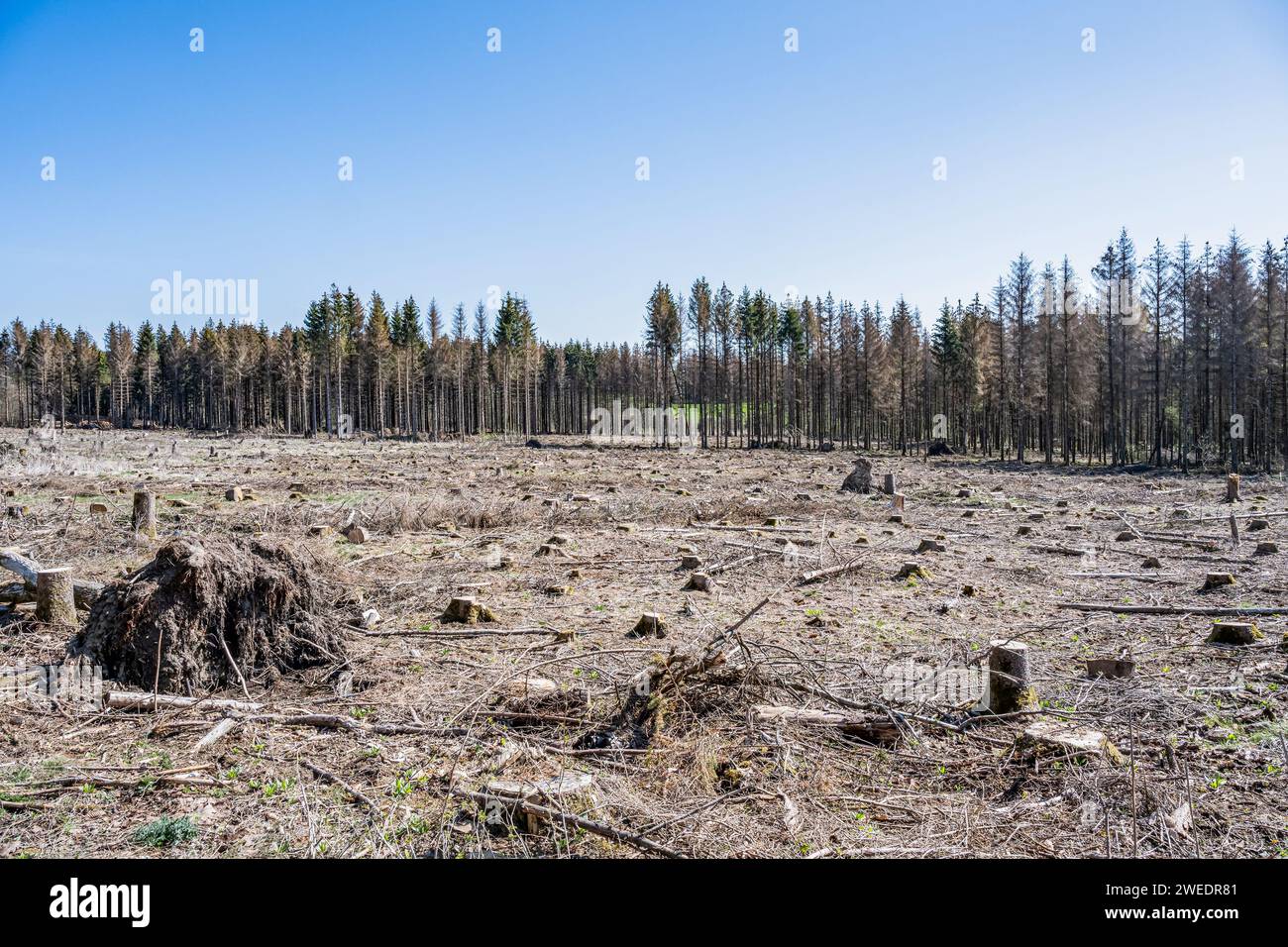 chopped Woodland dead forest pinetree plantation Germany replanted ...