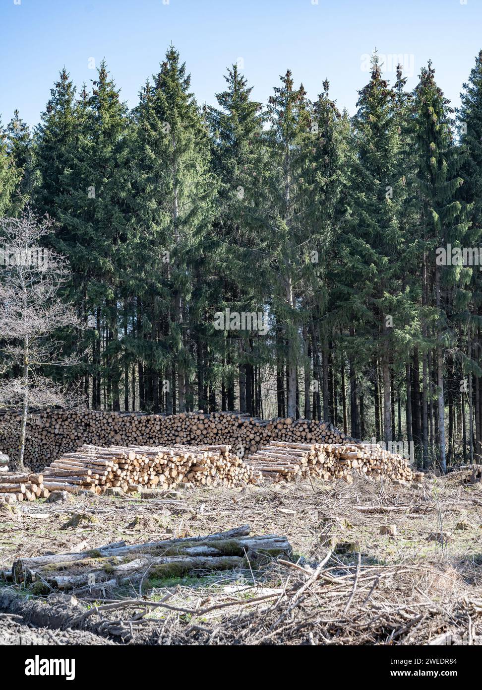 chopped Woodland dead forest pinetree plantation Germany replanted ...