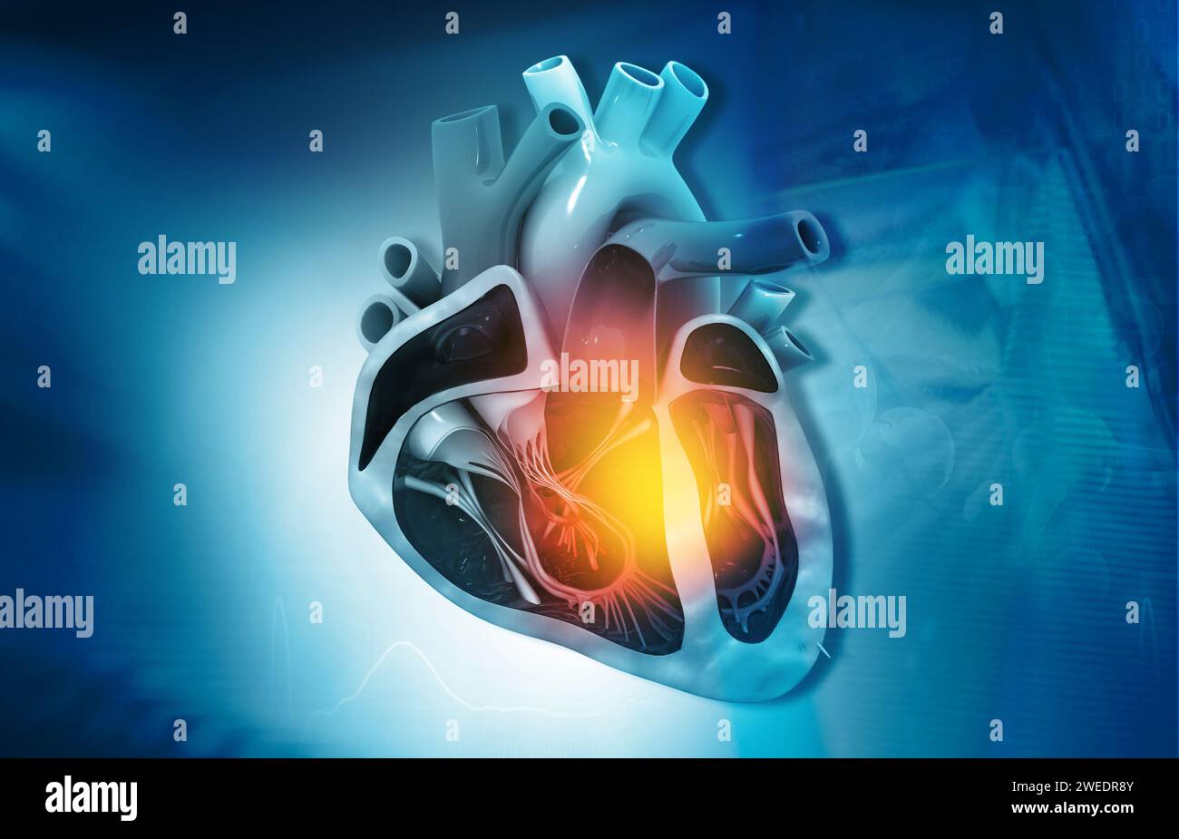 Cross section of human heart diagram on medical background. 3d ...