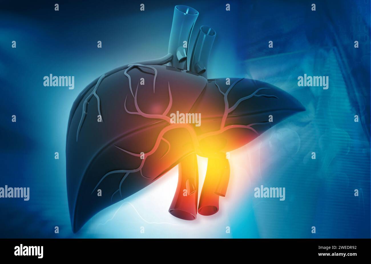 Human Liver Anatomy on medical background. 3d illustration Stock Photo ...