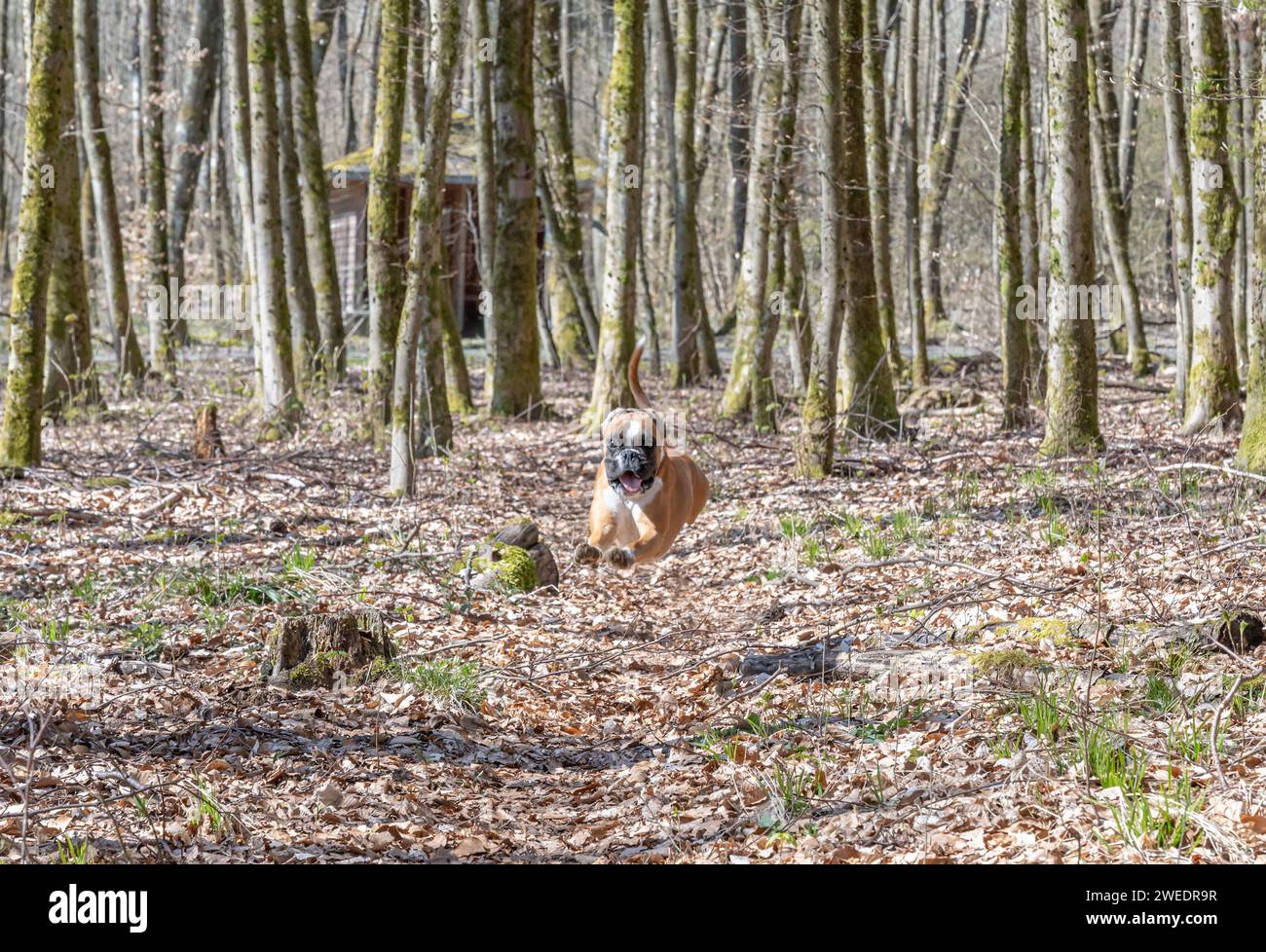 8 months young purebred golden german boxer dog puppy running and ...