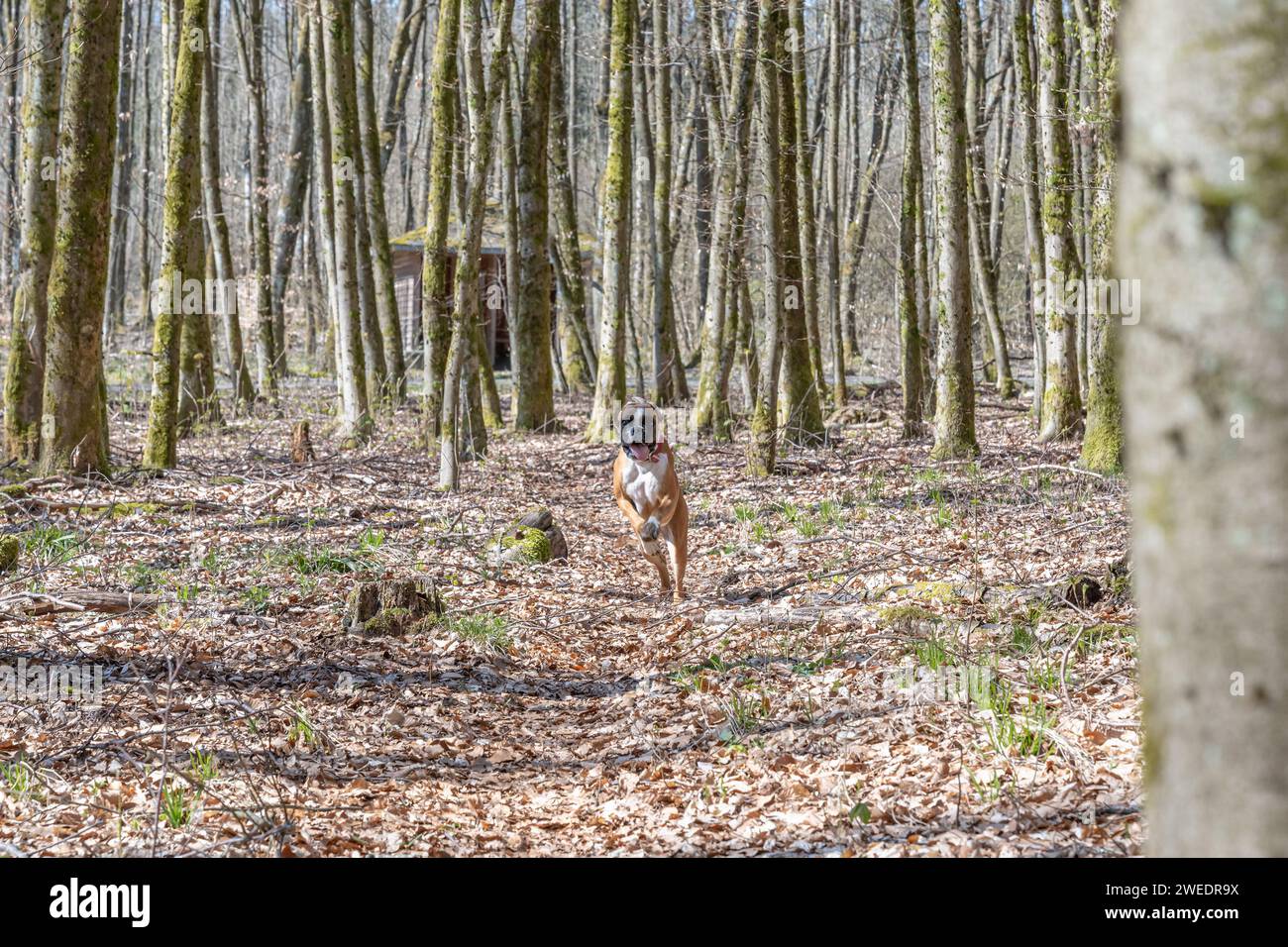 8 months young purebred golden german boxer dog puppy running and ...