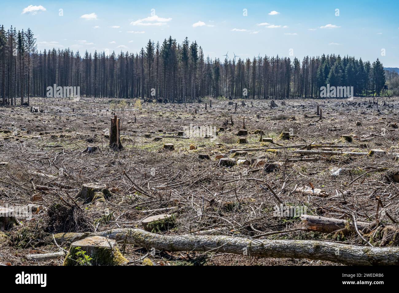 chopped Woodland dead forest pinetree plantation Germany replanted ...
