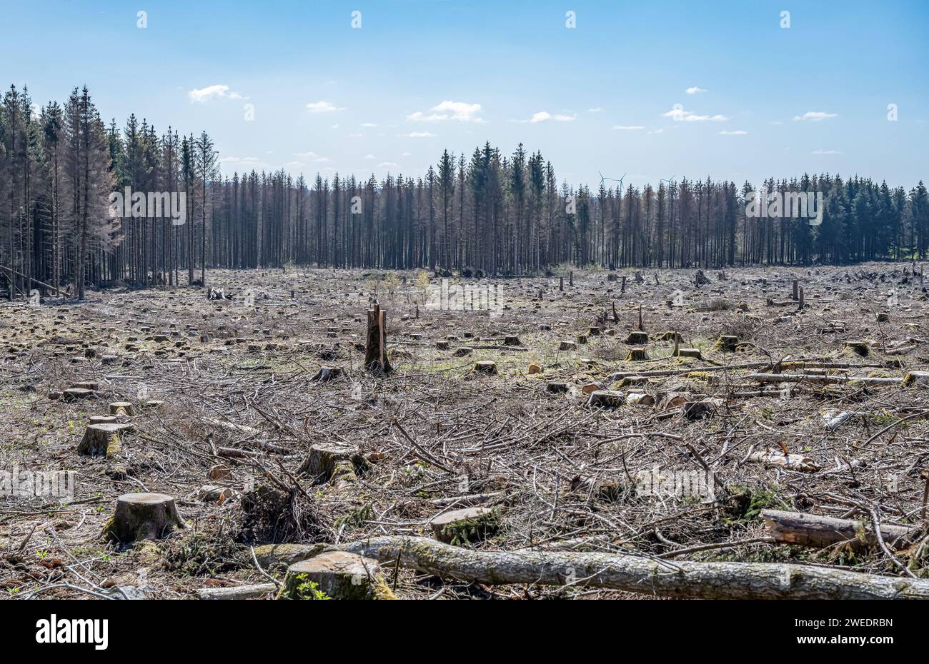 chopped Woodland dead forest pinetree plantation Germany replanted ...